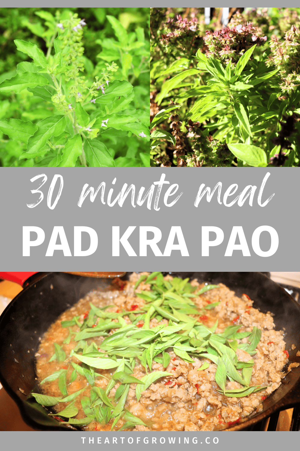 Pad Kra Pao {Authentic Pork Mince and Thai/Holy Basil} - The Art of Growing